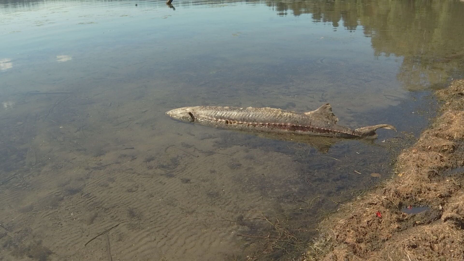 Prehistoric Fish Washed Up On Shore