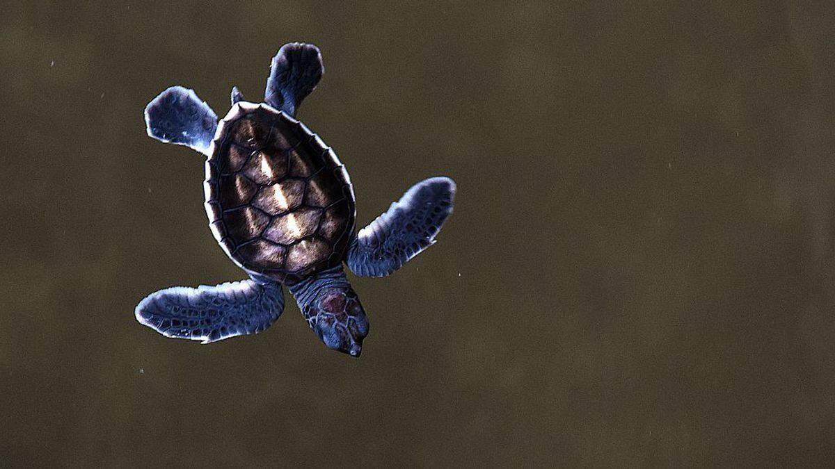 WATCH: Thousands of sea turtles rescued after Hurricane Irma, released ...