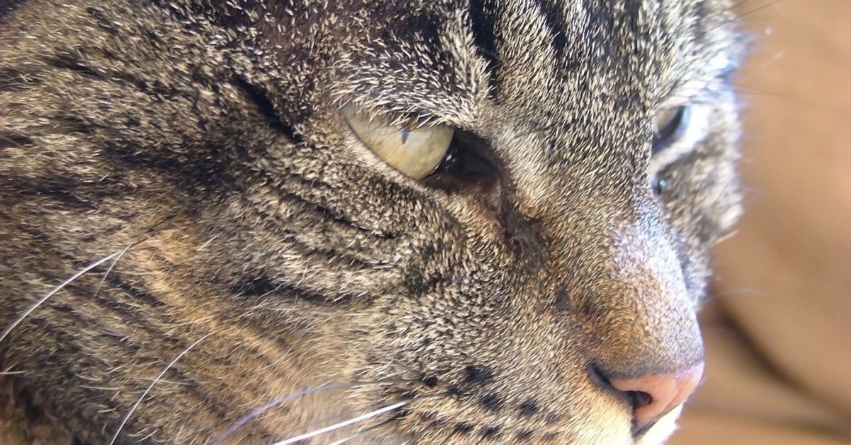 30-pound cat named Zack seeks adopter to help him slim down in new year