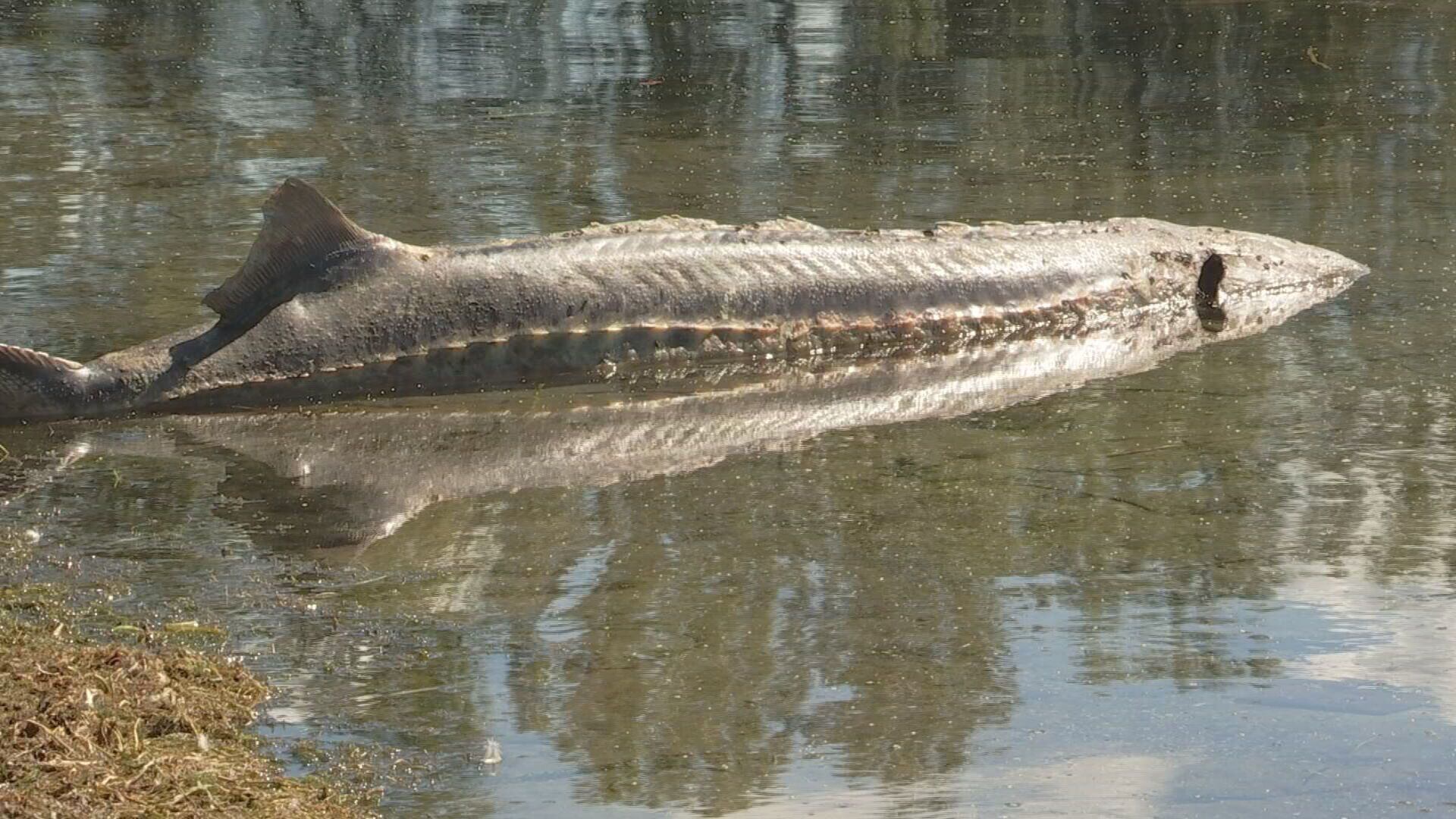 Prehistoric Fish Washed Up On Shore