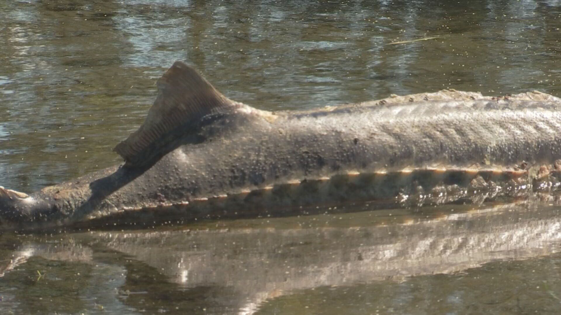 Giant Prehistoric Fish